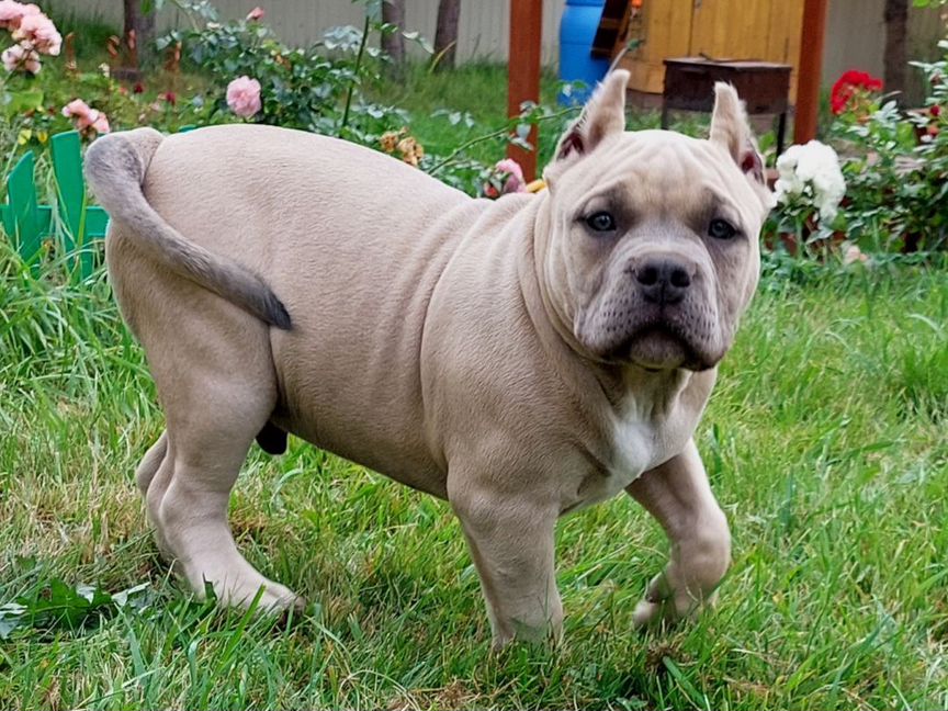 Мальчик американский булли