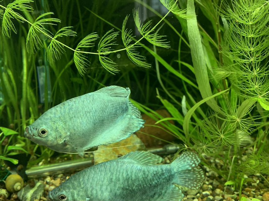 Продается пара взрослых гурами