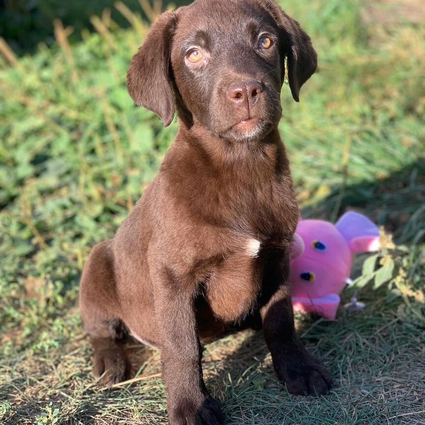 Марсик шоколадный лабрадор ждет хозяина