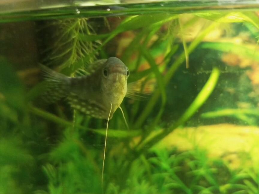 Гурами мраморный S самка