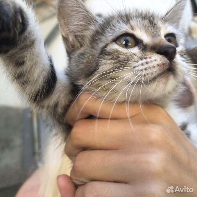 Котята ищат дом, крым