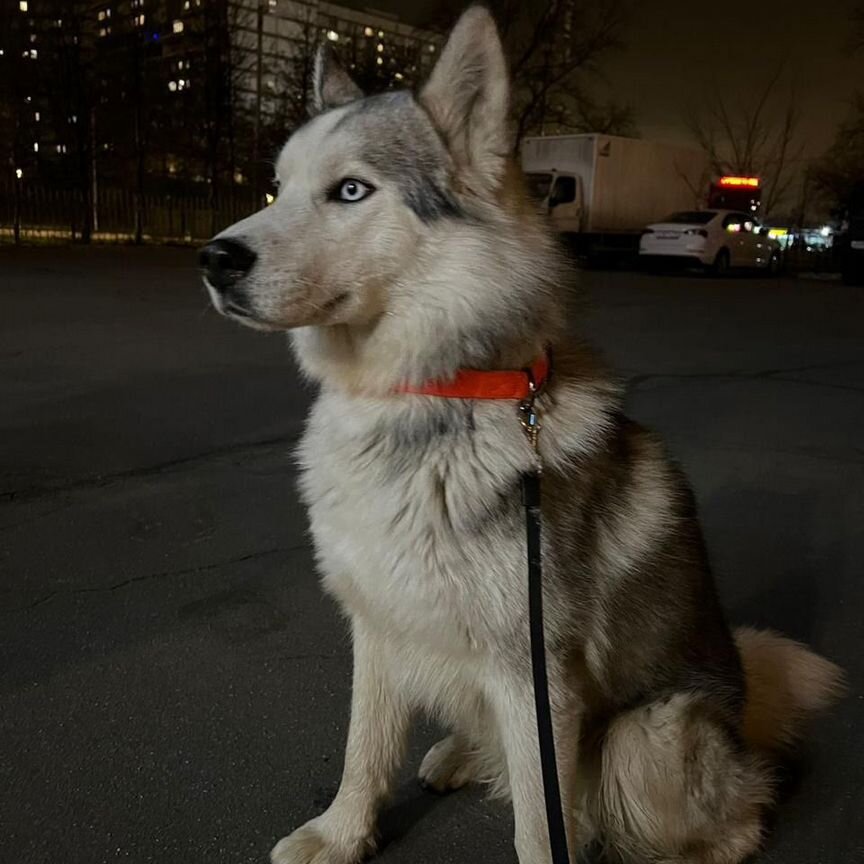 Сибирский хаски в добрые руки