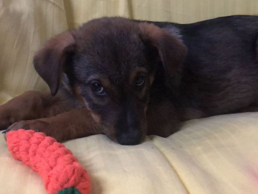 Собака в добрые руки