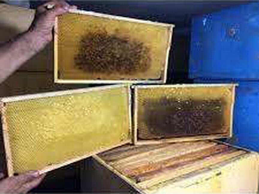 Рамки с вощиной, сушь