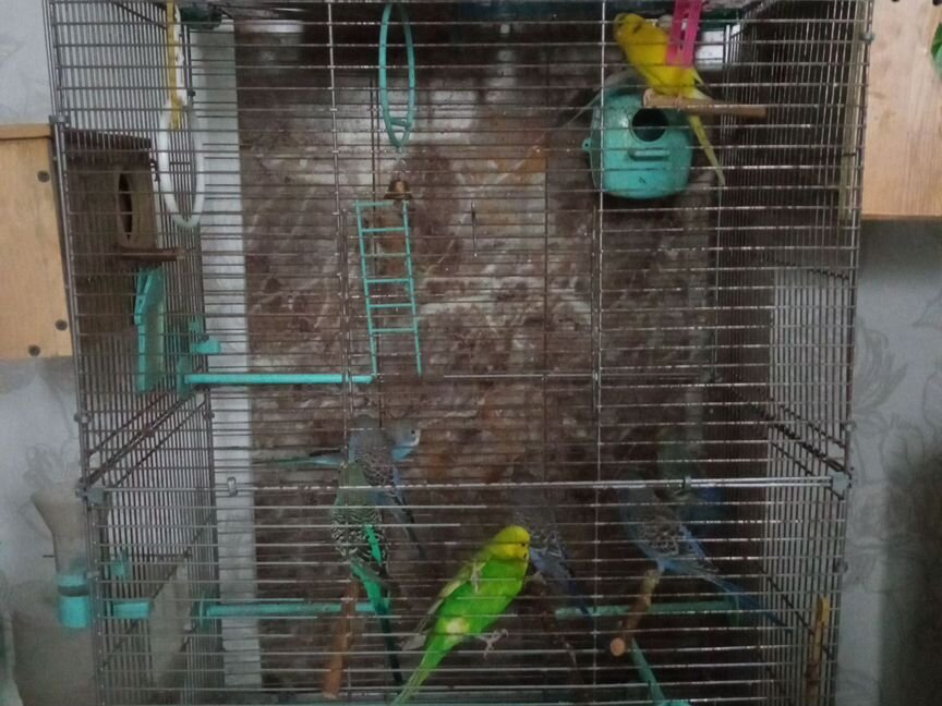 Птенцы волнистый попугай