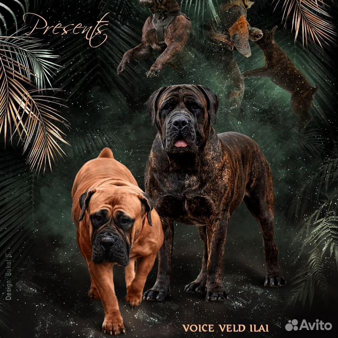 Щенок южноафриканского бурбуля