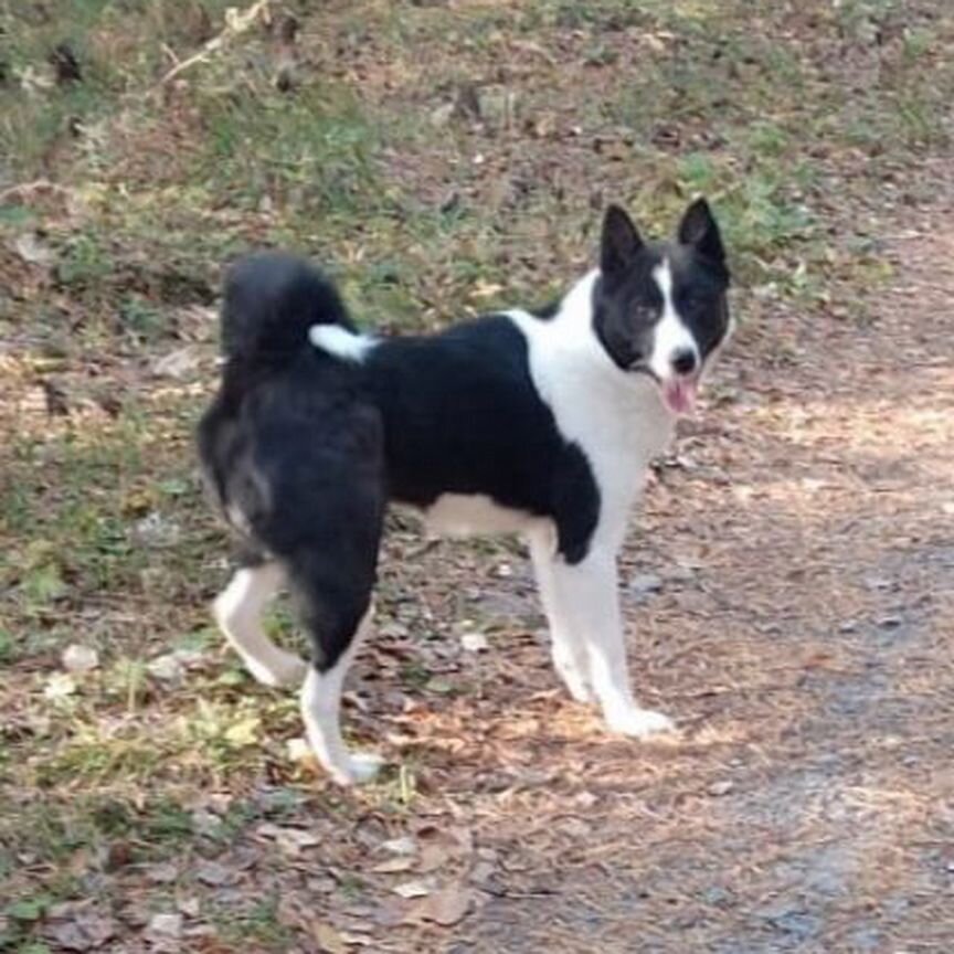 Русско европейская лайка