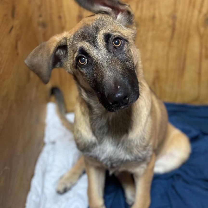 Малыш попал в приют