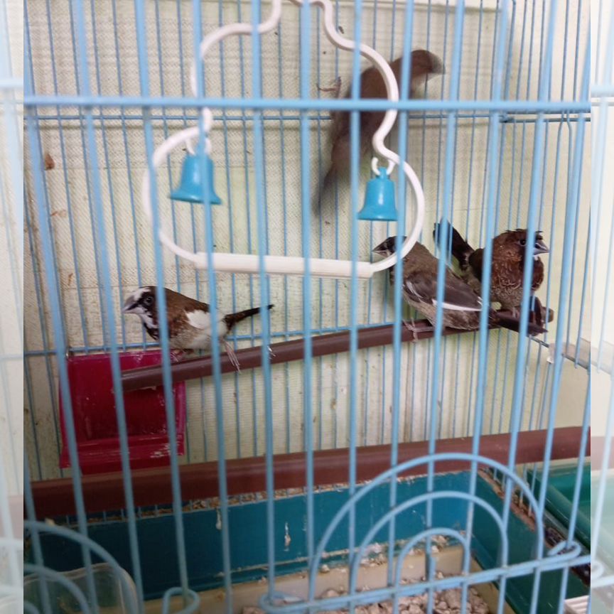 Японские амадины