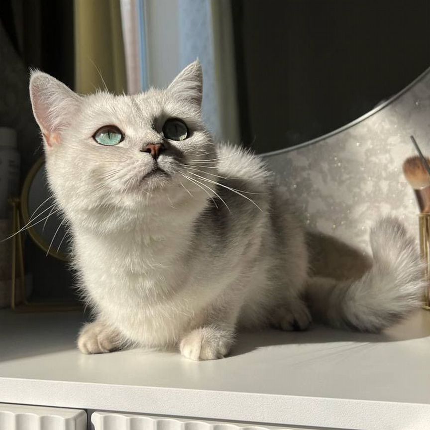 Шотландская серебристая шиншилла