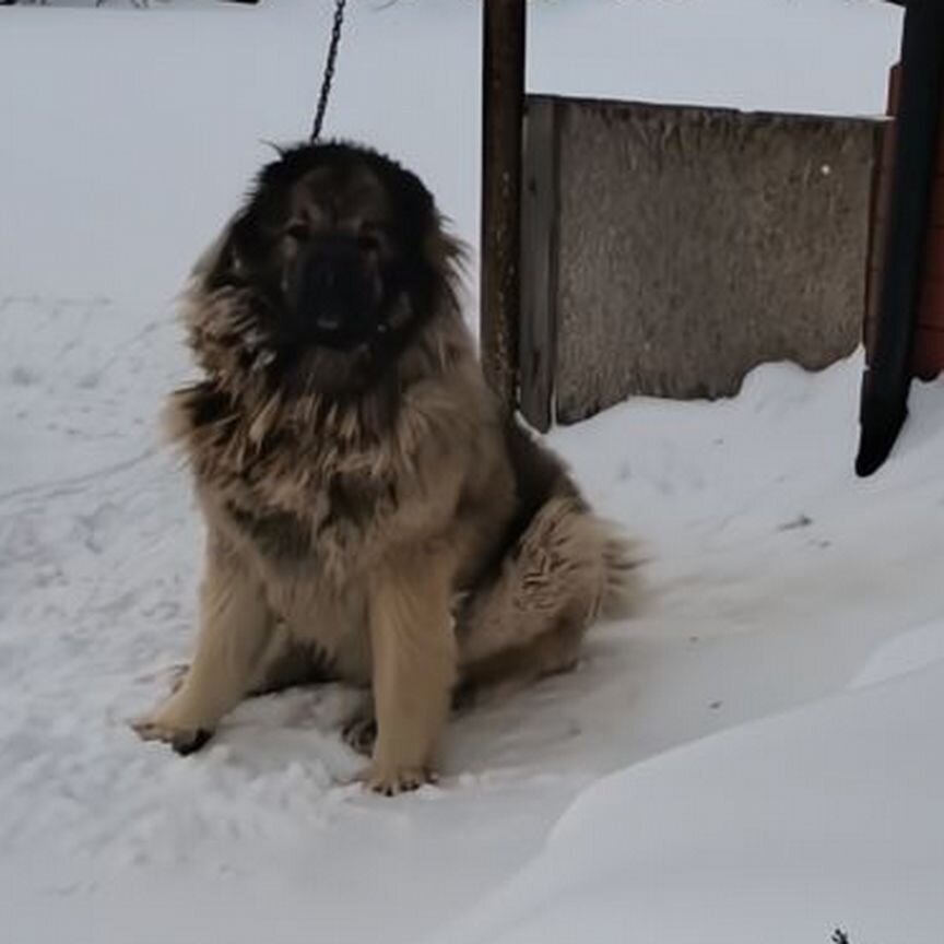 Кавказская овчарка, взрослая собака