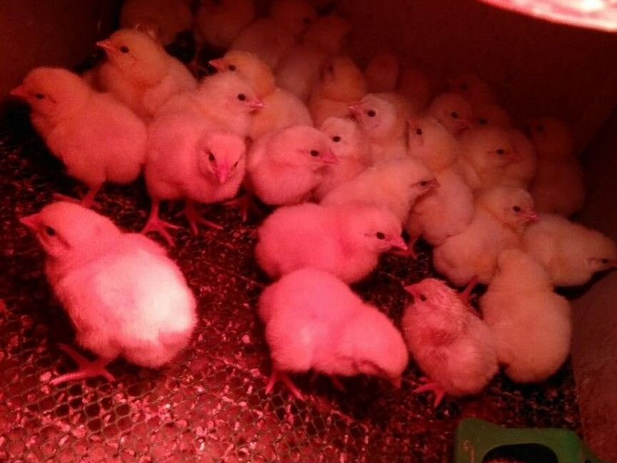 Цыпленок бройлер