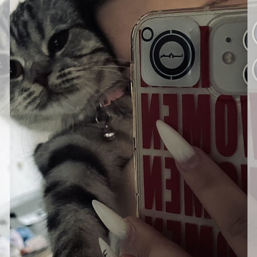 Британский длинношёрстный котёнок