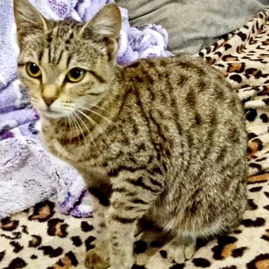 Кошечка нуждается в доме и любящих хозяевах