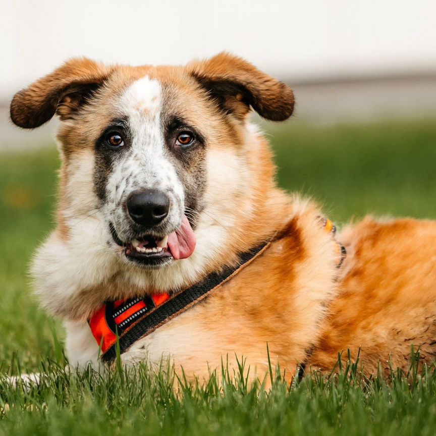 Взрослый пёс в добрые руки