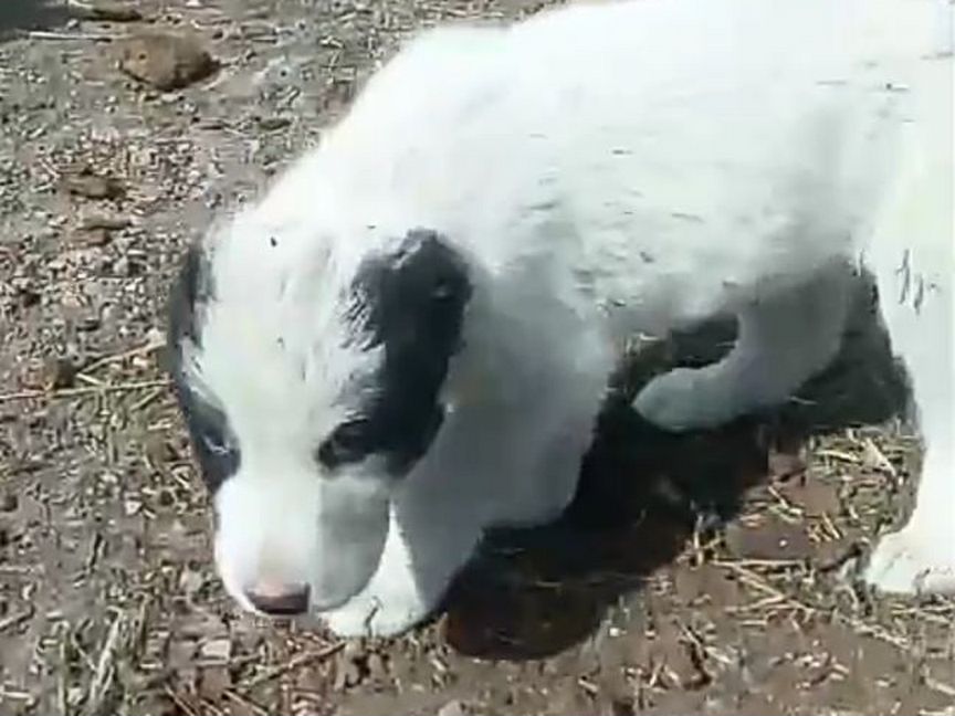 Щенки алабая