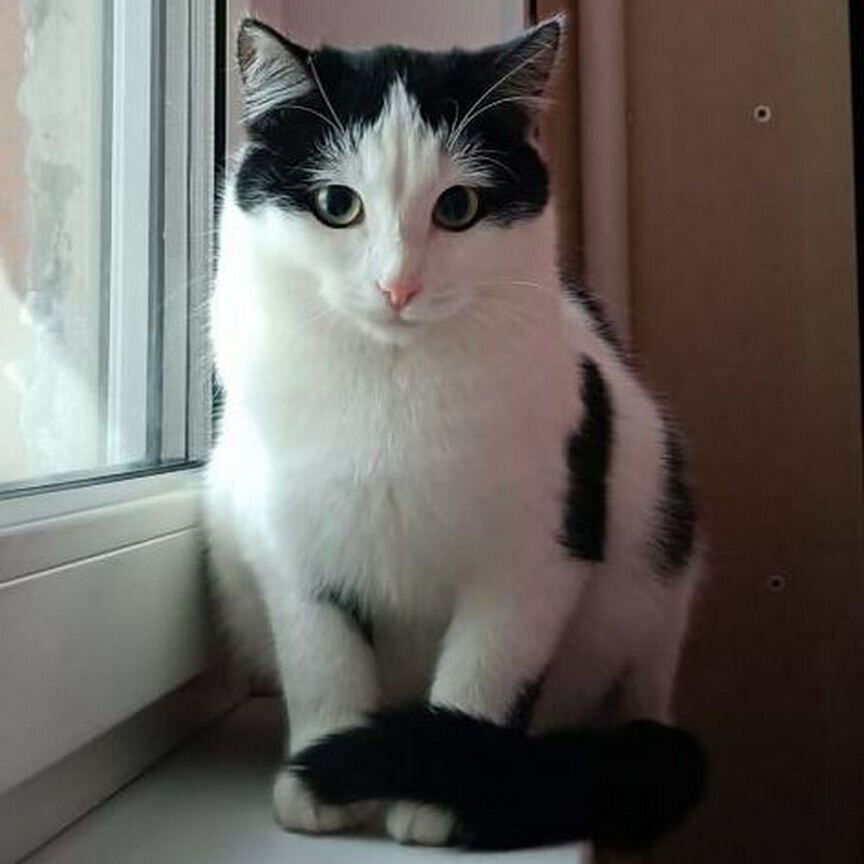 Кошка Брежнева (7 месяцев)