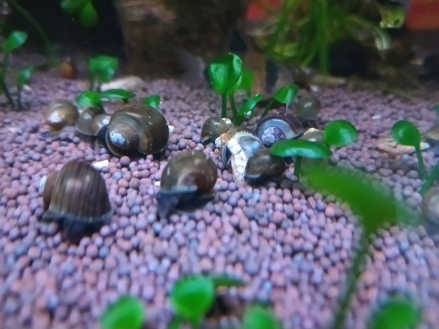 Улитки Ампулярии малыши