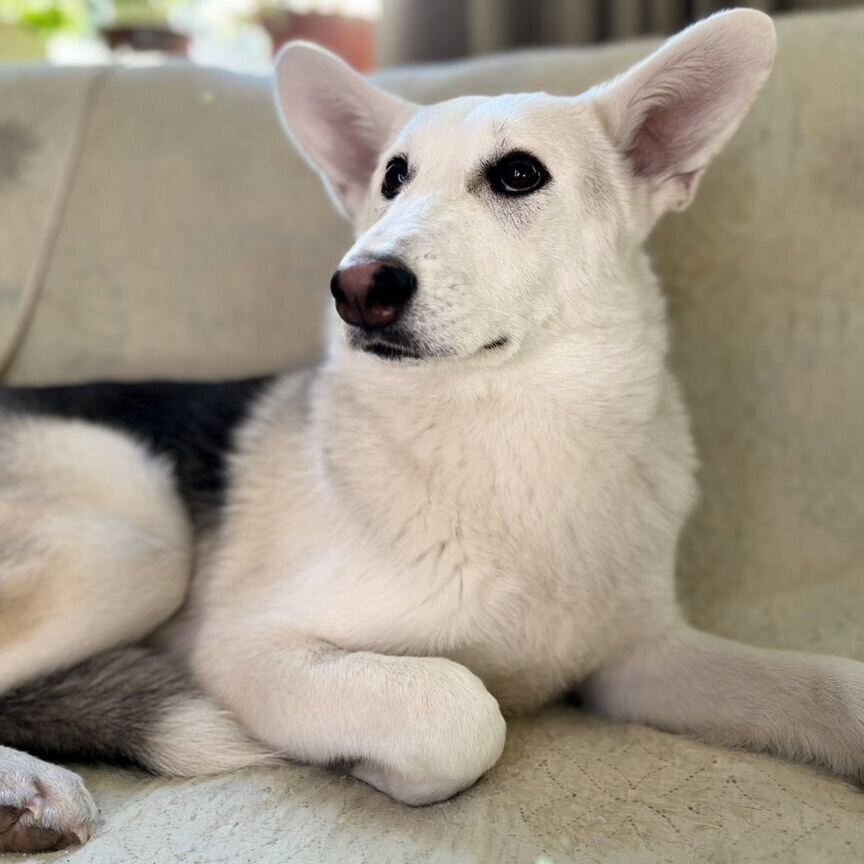 Собака в добрые руки