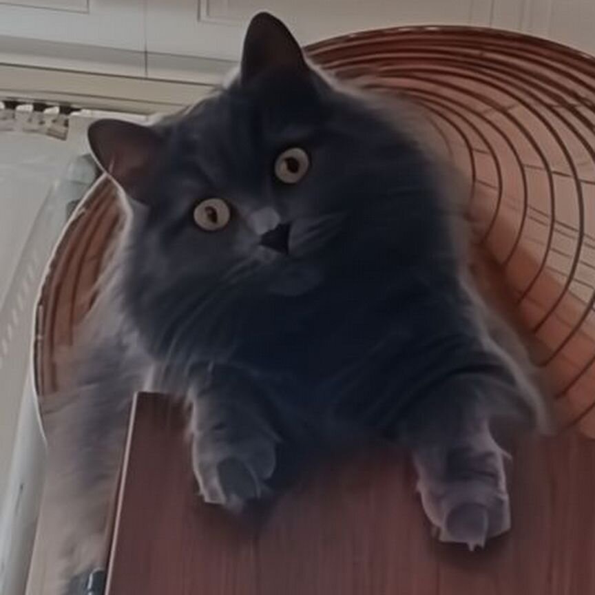 Взрослая, кошка в добрые руки