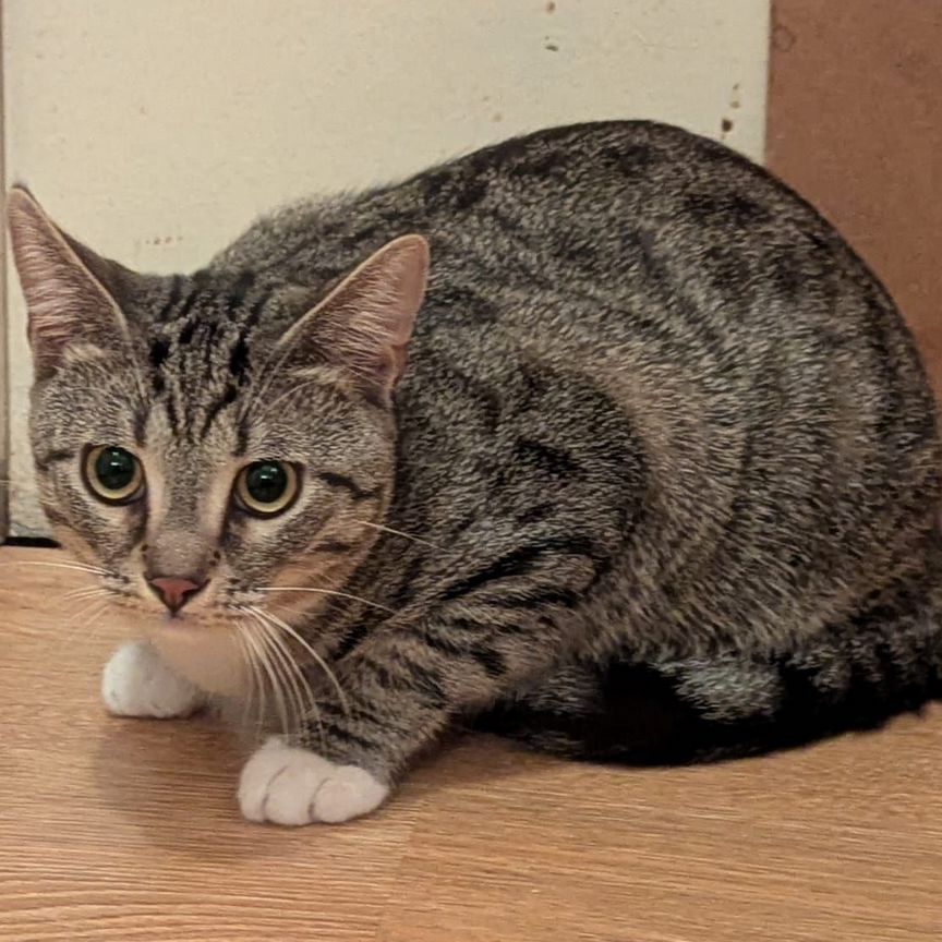 Котёнок от частного владельца