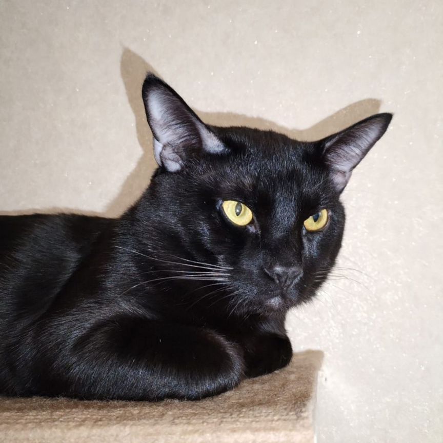 Кот мейн-кун вязка