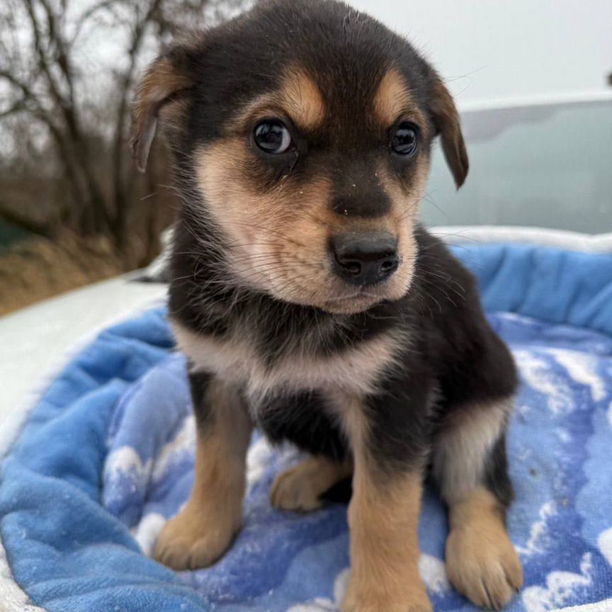 Щенок в добрые руки