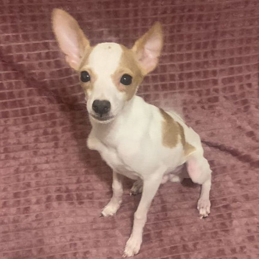 Русский той-терьер, щенок