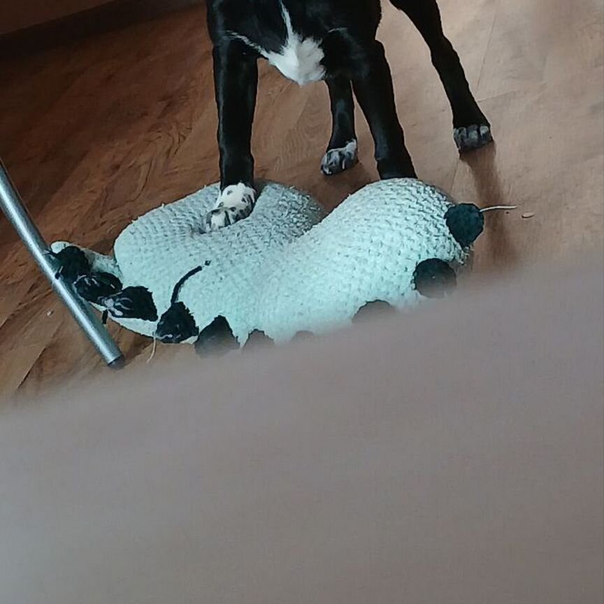 Лабрадор-ретривер, щенок