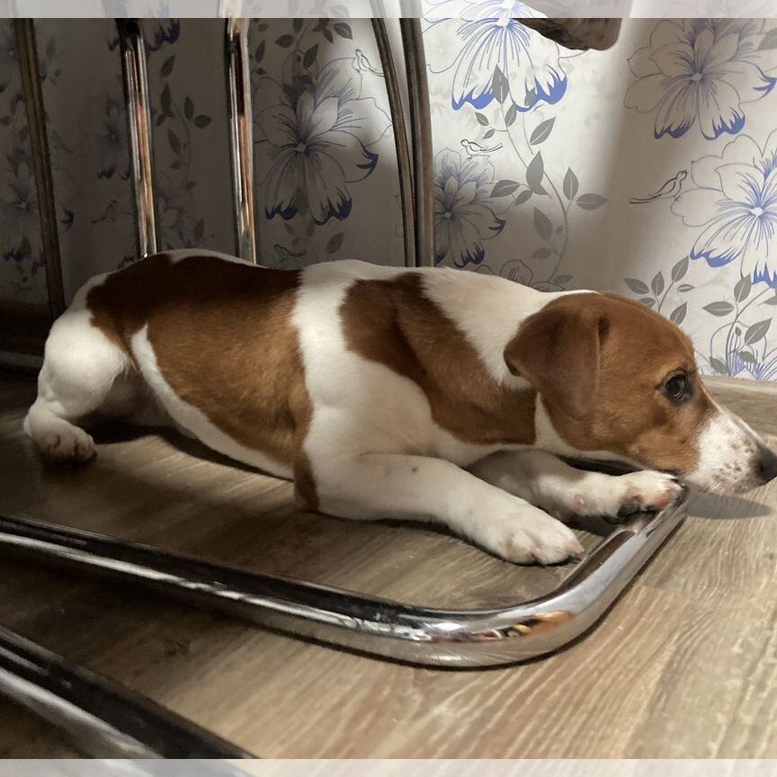 Джек рассел