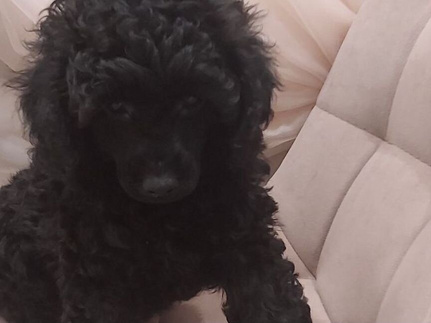 Продаётся очаровательная девочка той пудель