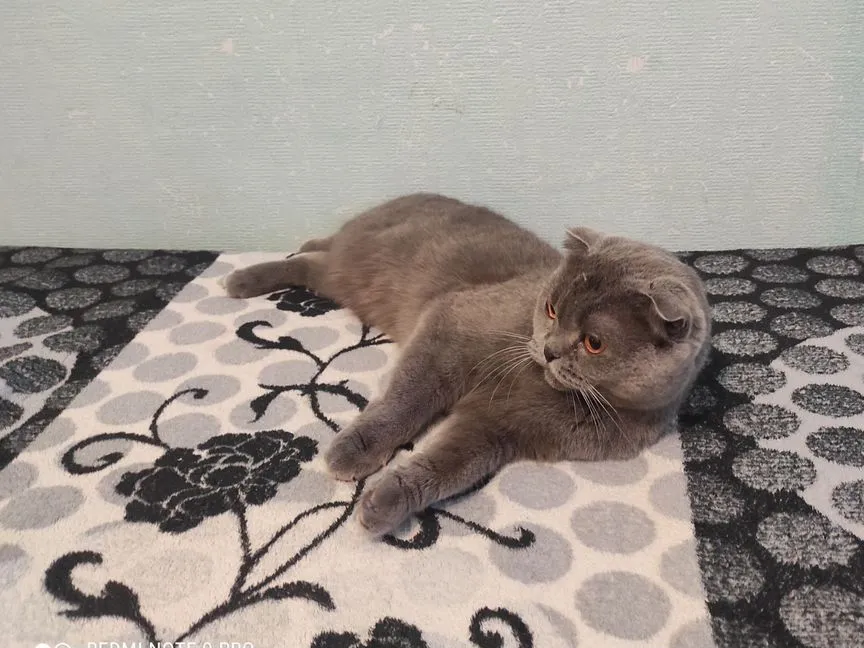 Шотландская кошка