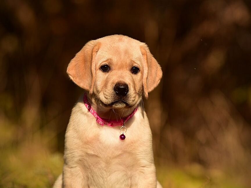 Палевые щенки лабрадора ретривера