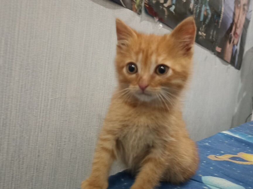 Котик бесплатно
