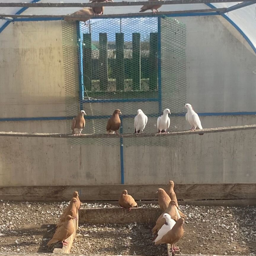 Голуби пермяки