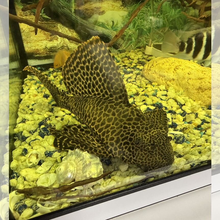 Сом птеригоплихт парчовый