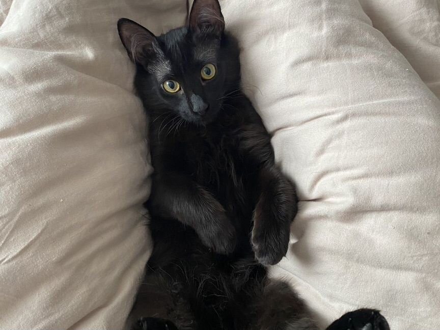 Черный котенок в добрые руки