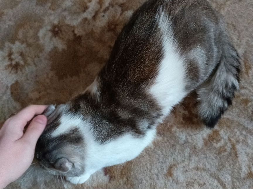 Шотландский вислоухий кот