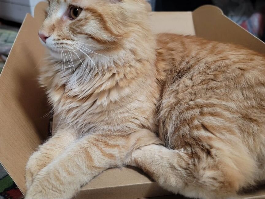 Мейн-кун огул