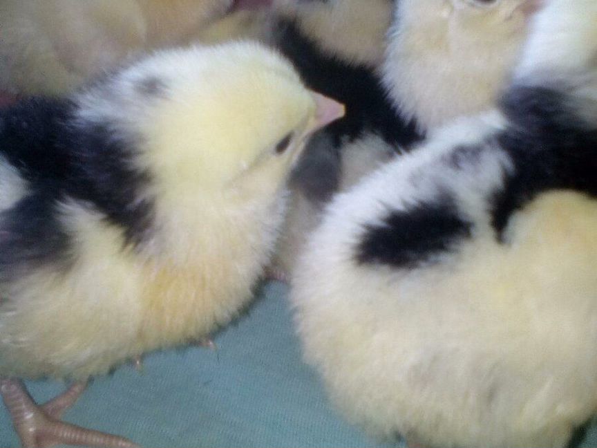 Цыплята Австралорп чёрно-пёстрый