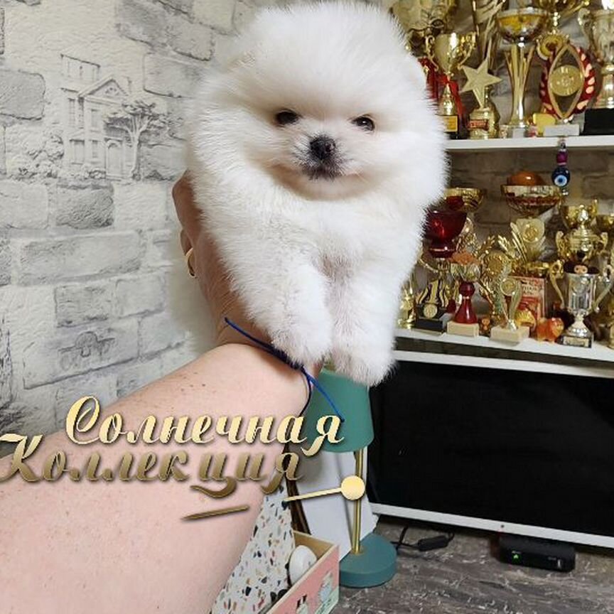 Померанский шпиц, щенок