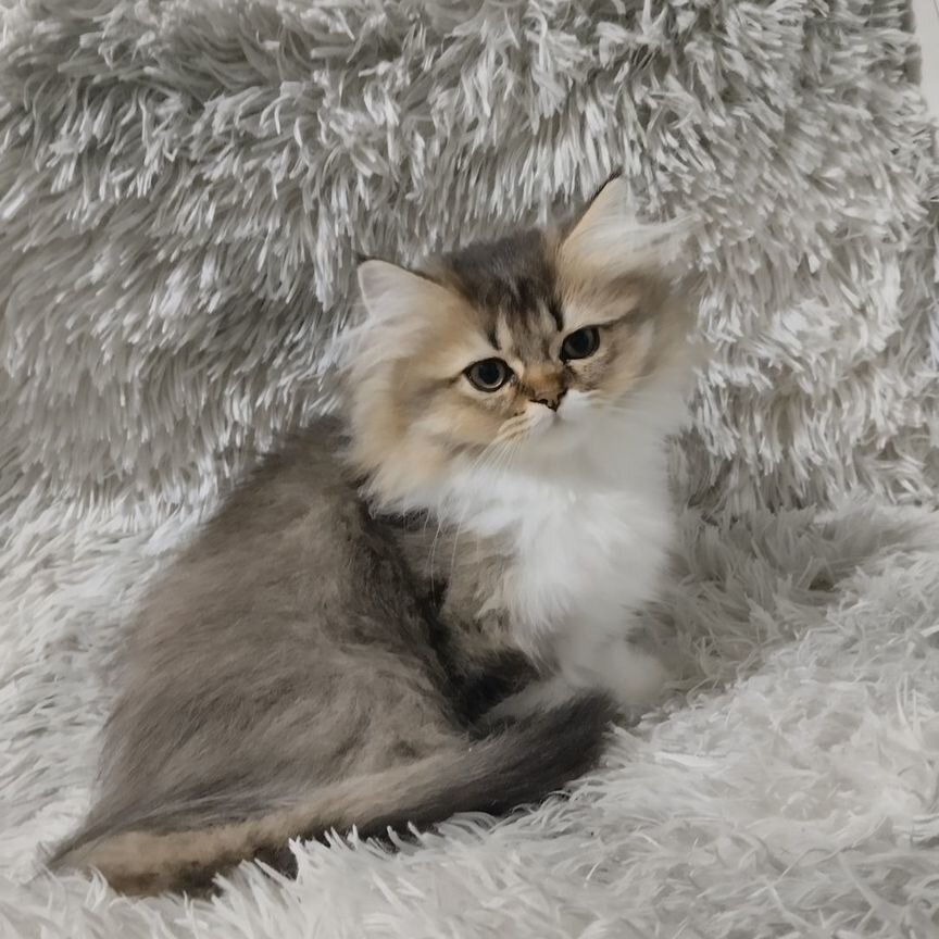 Британская золотая шиншилла