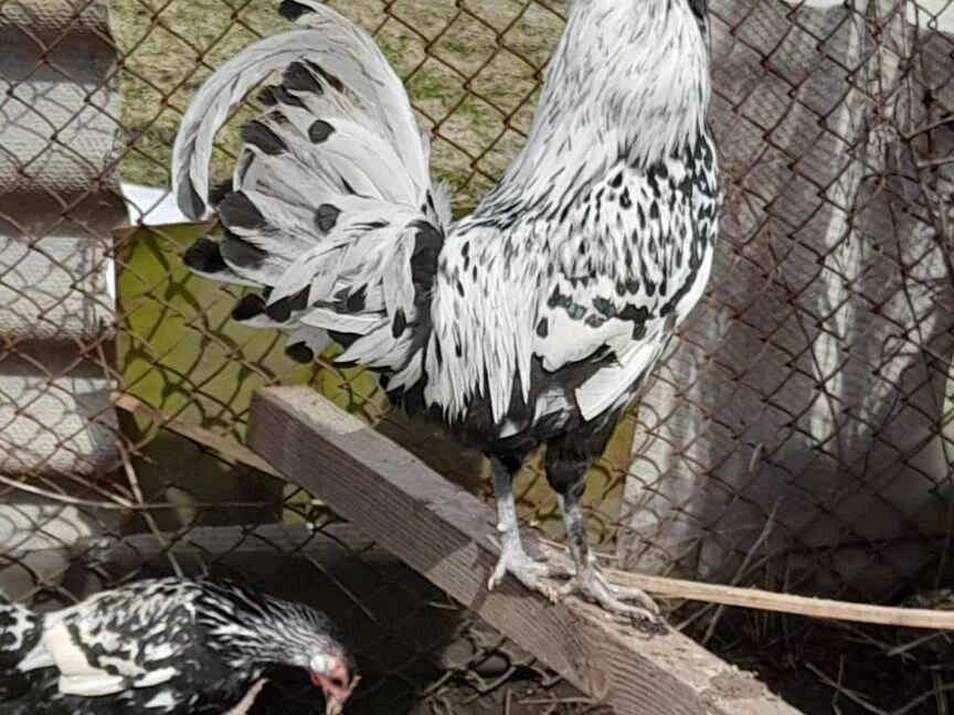 Куры декоративные