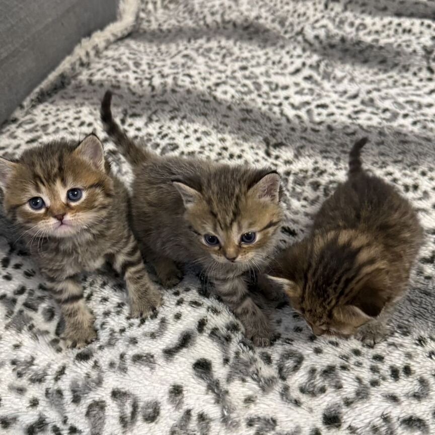 Шотландский вислоухий короткошёрстный котёнок