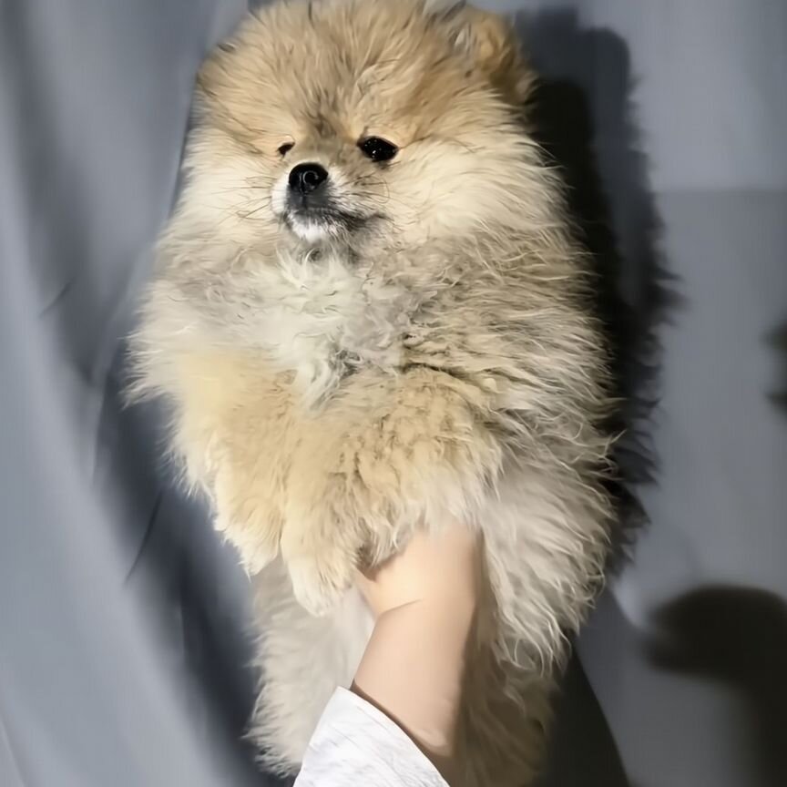 Немецкий шпиц, щенок