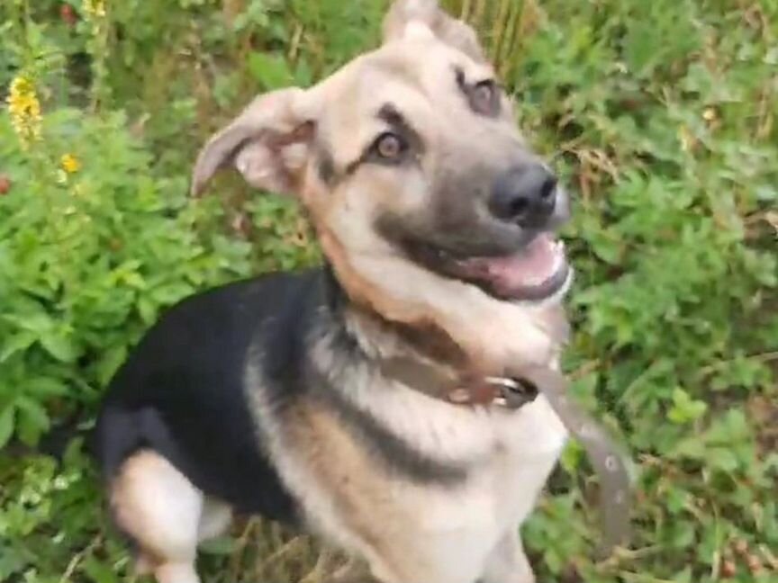 Ника 9 месяцев, стерилизована ищет дом