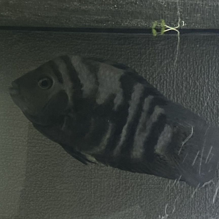 Цихлиды чернополосые (цихлазомы)