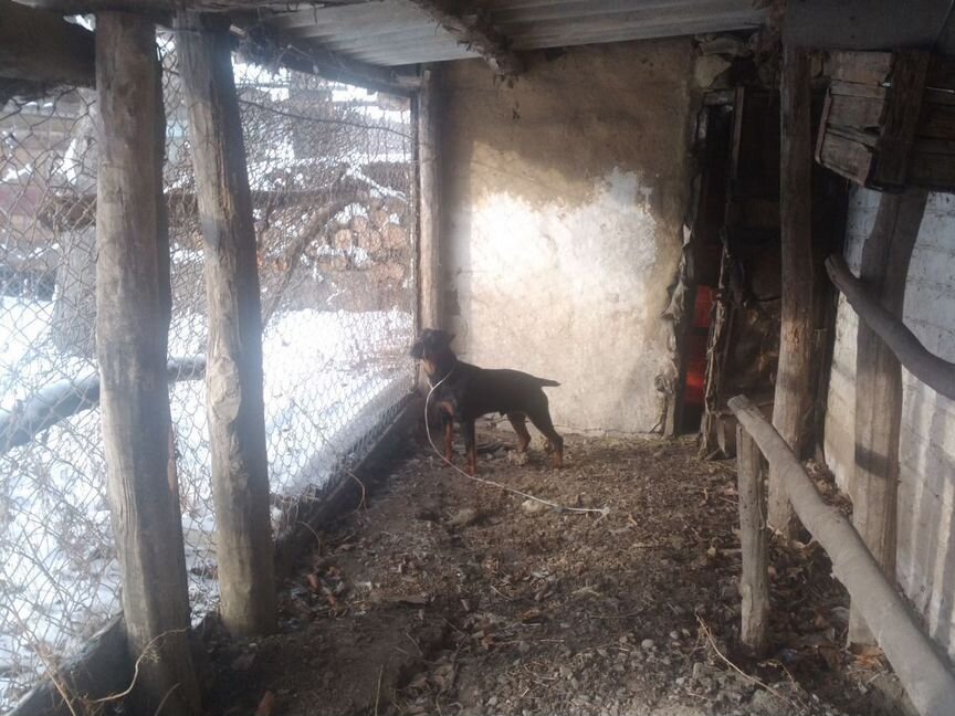 Щенки немецкого ягтерера