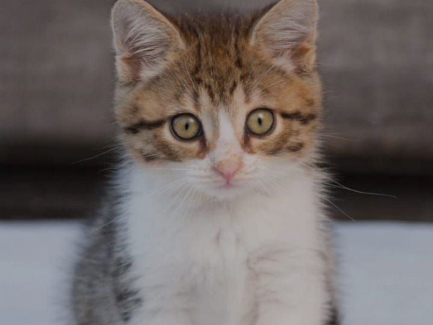 Котёнок карина, 2 мес. серо-белого окраса