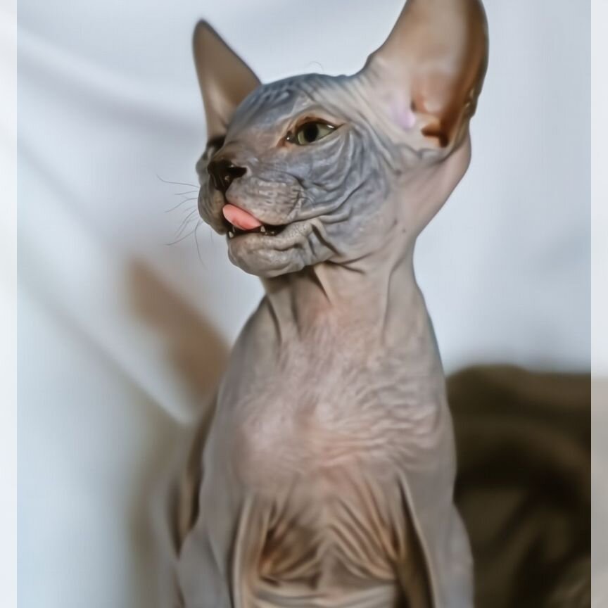 Донской сфинкс котёнок